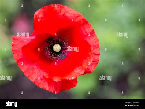 Red Poppy In Bloom Stock Photo Alamy Red Poppy In Bloom Stock Photo Alamy