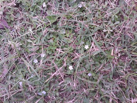 Evolvulus Nummularius Eflora Of India