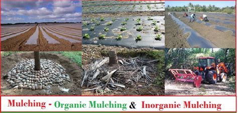 Mulching 50 Benefits मल्चिंग चे ५o चमत्कार