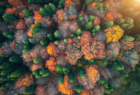 우크라이나의 아름다운 화려한 가을 숲의 공중 전망 일출에 가을에 붉은 나무와 오렌지 나무의 드론에서 볼 수 있는 최고의 전망 숲 위에서 바라본 풍경 자연 배경입니다 여러