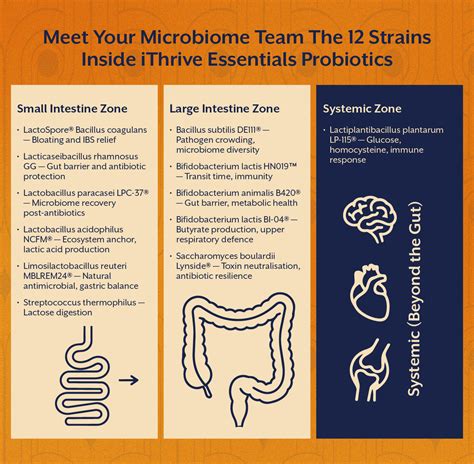 12 Probiotic Strains Decoded What Each One Does For Your Gut Ithrive