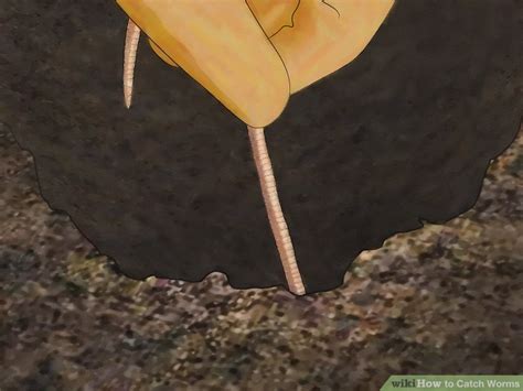 3 Ways To Catch Worms WikiHow