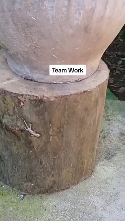 🎬 Unlock The Power Of Teamwork With This Inspiring Video 🌟 Muhammad Tahir Posted On The Topic