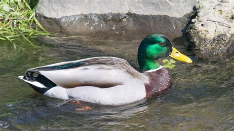 Canard Colvert Frje339525