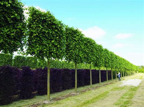 Leilinde Leiboom Kopen Leilindes Met Scherpe Prijs