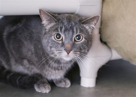 Adopt Gus Today Find Paw Pal