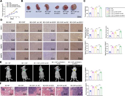 Identification Of Cancer Associated Fibroblast Subtypes And Prognostic