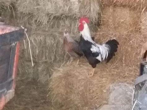 Pula Dhe Gjeli Burim