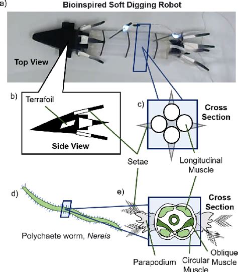 Figure 1 From Bioinspired Soft Digging Robot Semantic Scholar