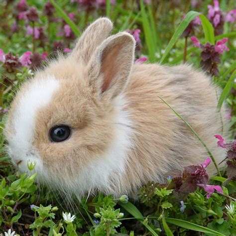 New Bunny Essentials Wild About Bunnies