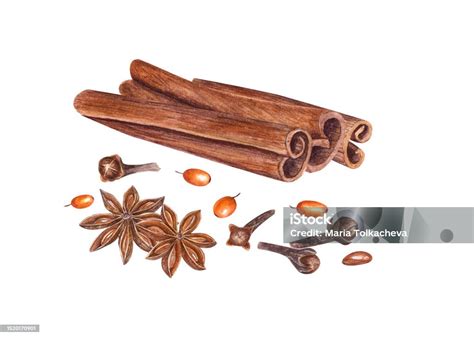 계피 막대기 바다 갈매 나무속 정향 흰색 배경에 격리 된 별 아니스 초대장 카드 광고 포스터 라벨 디자인을 위한 수채화 식물 삽화 가문비나무에 대한 스톡 벡터 아트 및 기타