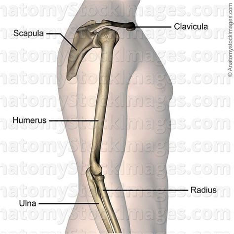 Human Arm Bone Names