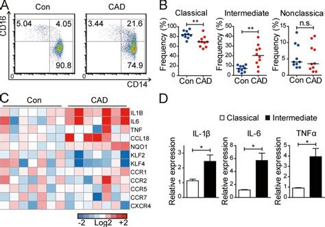 Hyperinflammatory Monocytes In Cad Patients Pbmcs Isolated From