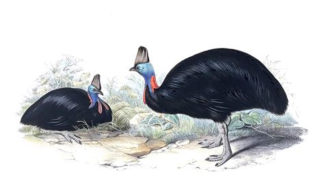 Ratites Ostriches Emus Elephant Birds And More