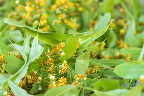 린든 허브 차 근처에 말린 허브와 근접 촬영 대체 의학 매크로 샷팅 참피 나무에 대한 스톡 사진 및 기타 이미지 참피 나무 0명 건강관리와 의술 Istock