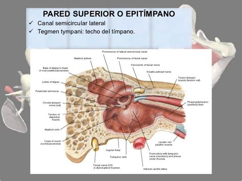 Anatomia Aparato Auditivo