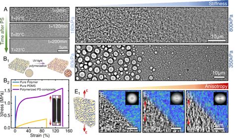 230411419 Elastic Microphase Separation Produces Robust Bicontinuous Materials