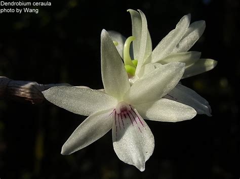 Dendrobium Ceraula