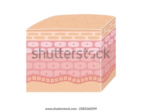 Image Three Dimensional Cross Section Skin Stock Vector Royalty Free 2585260399 Shutterstock
