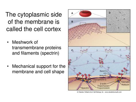 Ppt 012010 Lecture 4 Cellular Building Blocks Lipids And Membranes Powerpoint Presentation