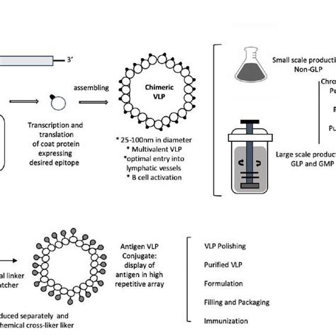 Illustration Of Virus Like Particles Vlps Production Using Different