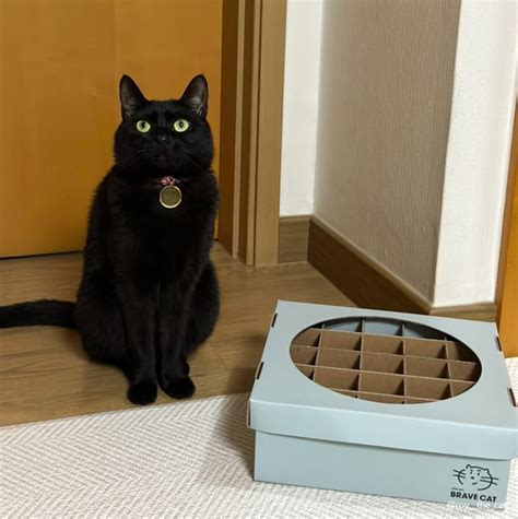 고양이 먹이퍼즐 노즈워크 캣츠태그 먹이 장난감으로 분리불안 사료토 줄이기 네이버 블로그