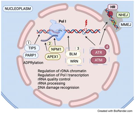 The Nucleolus Is A Hub For Ddr Factors Several Ddr Factors Reside In The Nucleolus Is A Hub For Ddr Factors Several Ddr Factors Reside In