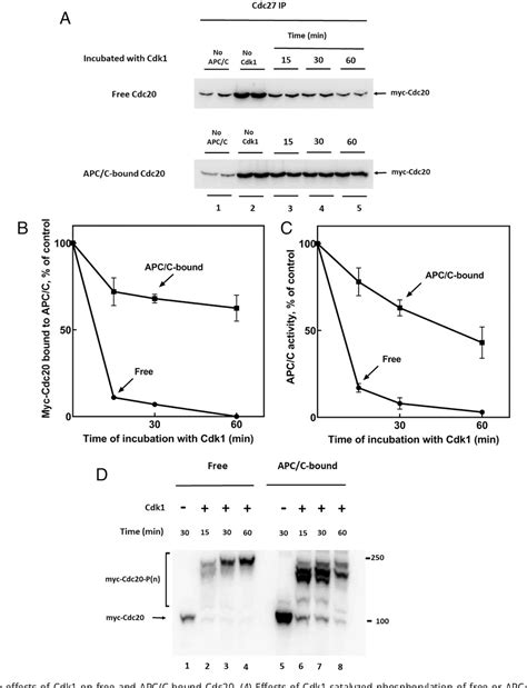 Figure 2 From Role Of Phosphorylation Of Cdc20 In The Regulation Of The Action Of Apc C In