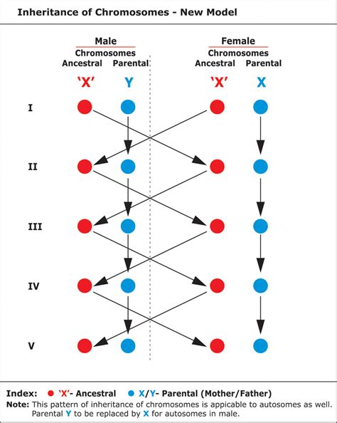 Xo Chromosome Gender
