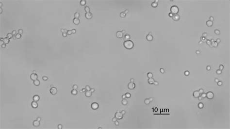 Bioengineered Yeast Boosts Production Of Herbal Medicines Technology Networks