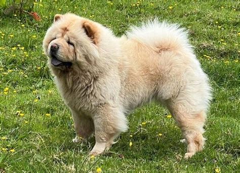 Eskimo Mikkimoto Chow Chows