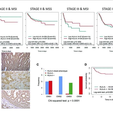 Characterisation Of Hla A Expression As A Prognostic Biomarker In Crc