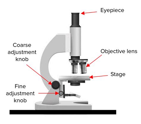 Microscopes Labeled Microscope Lab Anatomy And Physiology I Oer