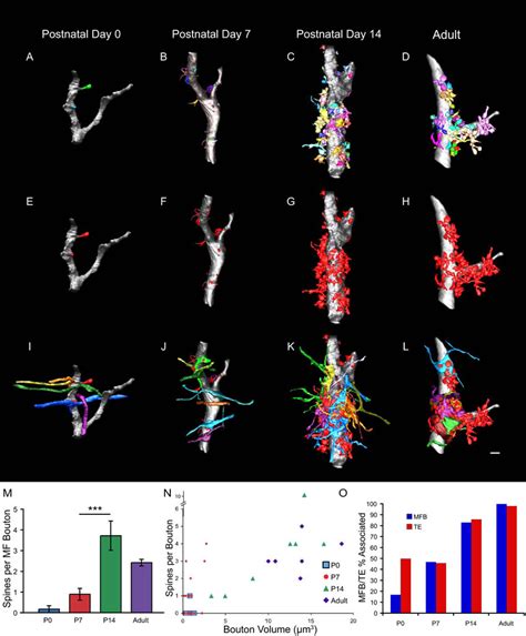 Structural Relationships Between Axonal And Dendritic Elements Download Scientific Diagram
