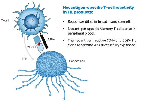 Neoantigene Specific T Cells In Til Therapy