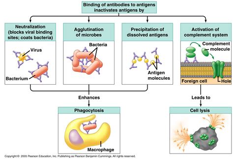 How Do Antibodies Destroy Pathogens at Kari Smith blog