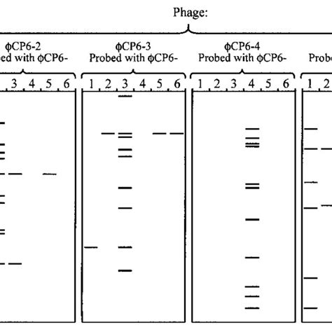 summary of dna dna cross hybridization experiments each panel shows