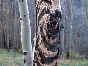 Common Insects And Diseases Of Aspen Colorado State Forest Service