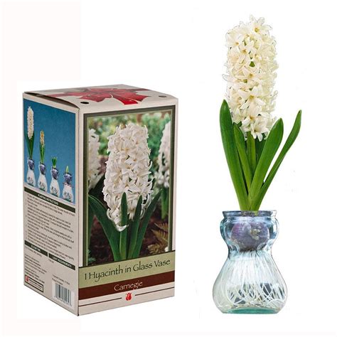 White Hyacinth In Glass Vase American Meadows