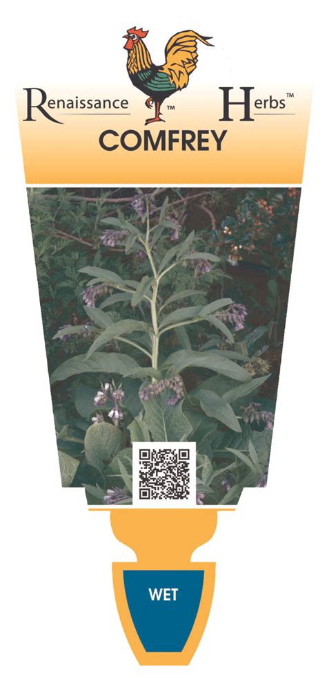 Comfrey Varieties Echuca Plant Farm