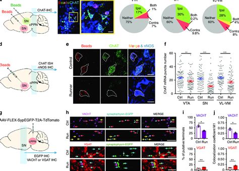 Running Reduces The Number Of Chat Transcripts In A Subset Of