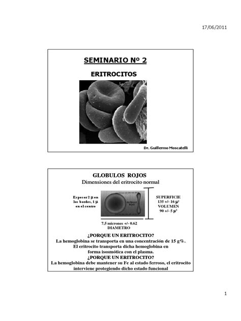 Seminario 2 Eritrocitos 7 5 Micrones Diametro Pdf Glóbulo Rojo Biología Celular