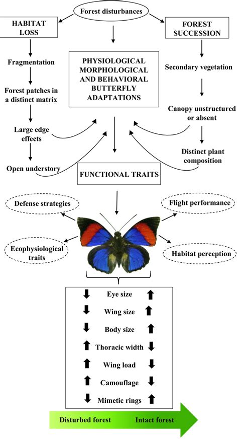 Conceptual Framework And Hypotheses On Trait Environment Patterns For Download Scientific
