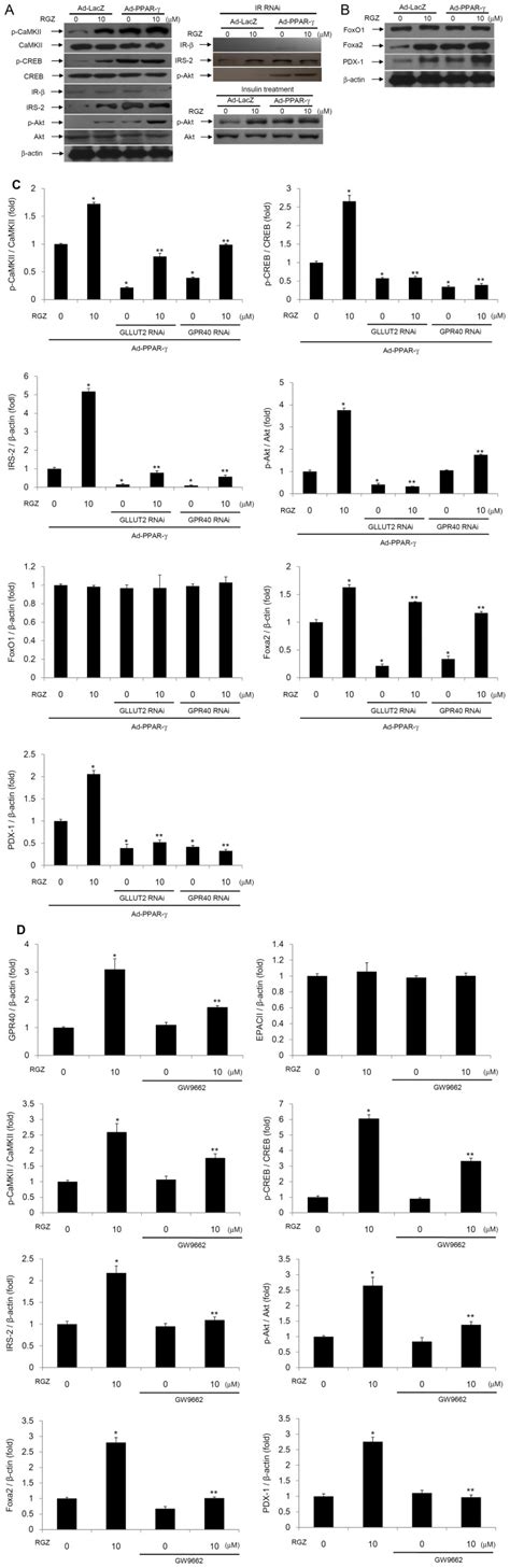 A B Immunoblot For Genes Involved In Creb Signaling Pathways And Download Scientific Diagram