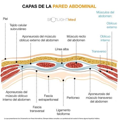 Capas De La Pared Abdominal Capas De La Piel Abdominal Capas Del