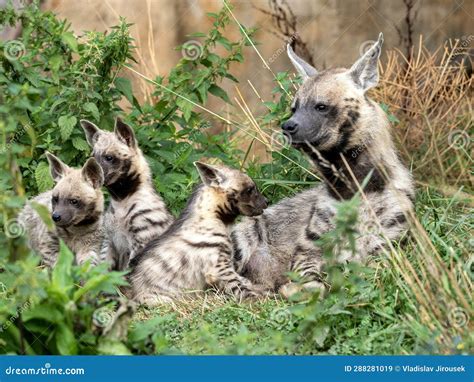 Female Striped Hyena Hyaena Hyaena Sultana Plays With Her Young Cubs