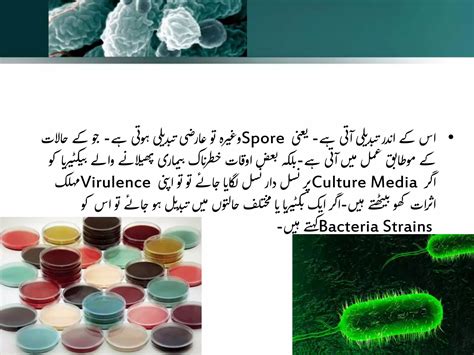 Microbiology Lecture 3 Ppt