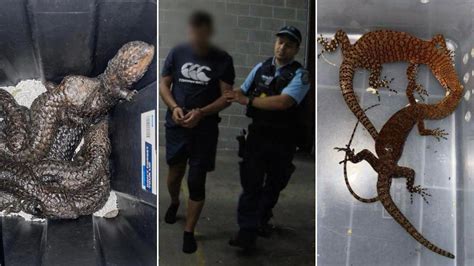 NSW Police Bust Alleged Reptile Black Market Operation NT News