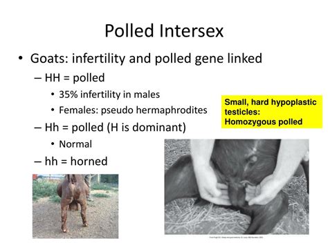 Ppt Goat And Sheep Restraint And Clinical Procedures Powerpoint Presentation Id6587540