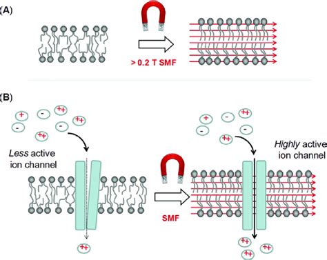 Proposed Mechanism For Direct Effects Of SMF On Biological Membranes Download Scientific